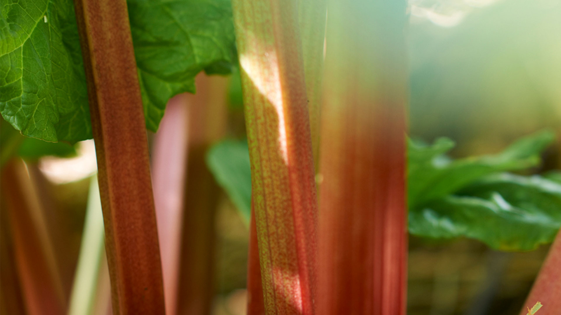 Forced Rhubarb - Daylesford Stays